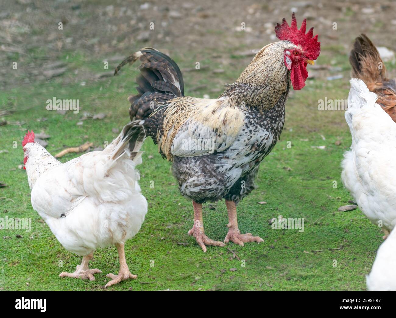 Rooster and hen hi-res stock photography and images - Alamy
