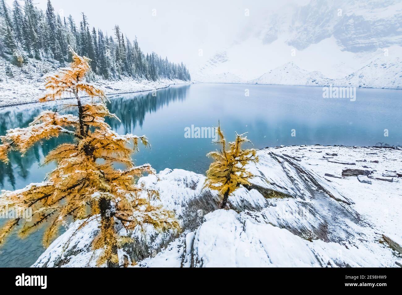 Shore of Floe Lake, with Lyall's Larch, Larix lyallii, at Floe Lake ...