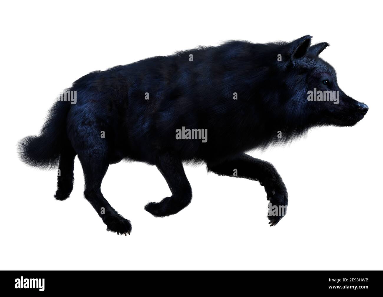 3D rendering of a black wolf isolated on white background Stock Photo ...