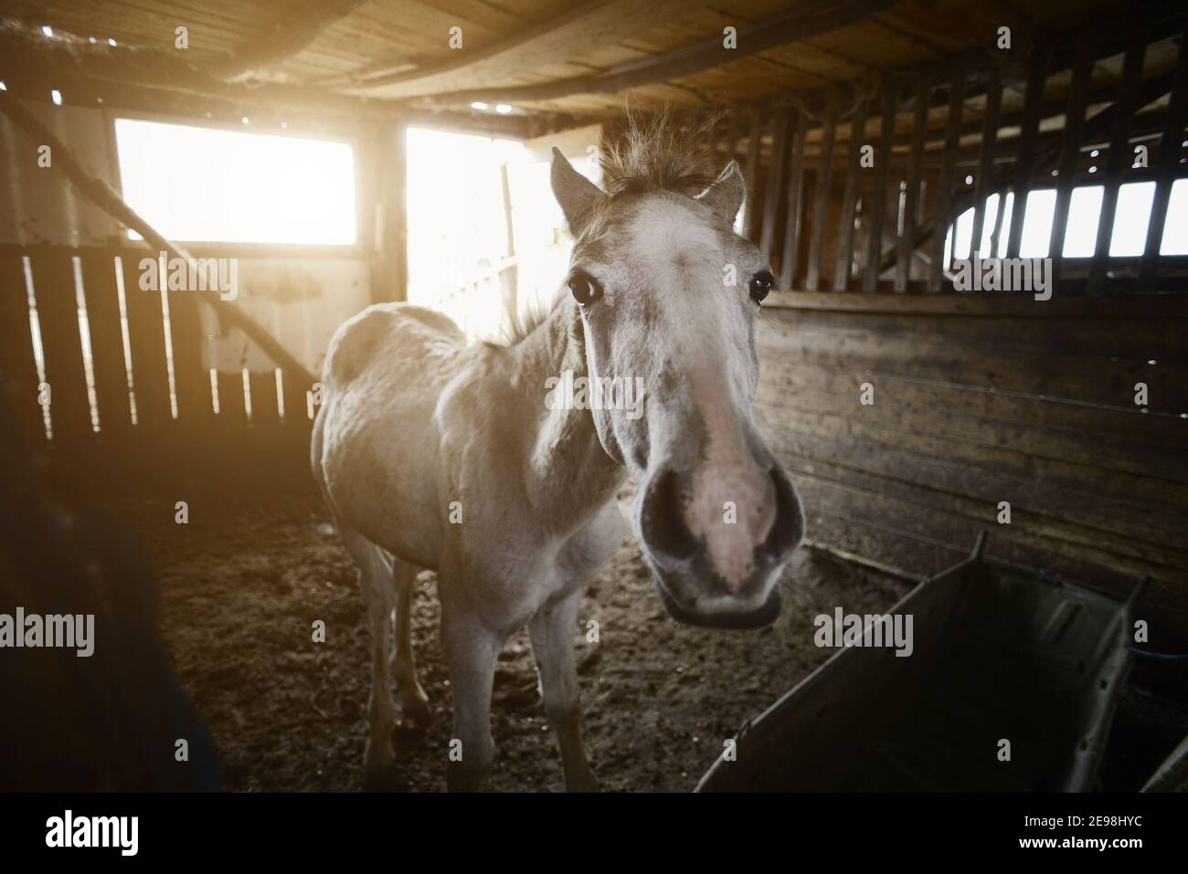 Horse in old rustic stable, focus on a head Stock Photo - Alamy
