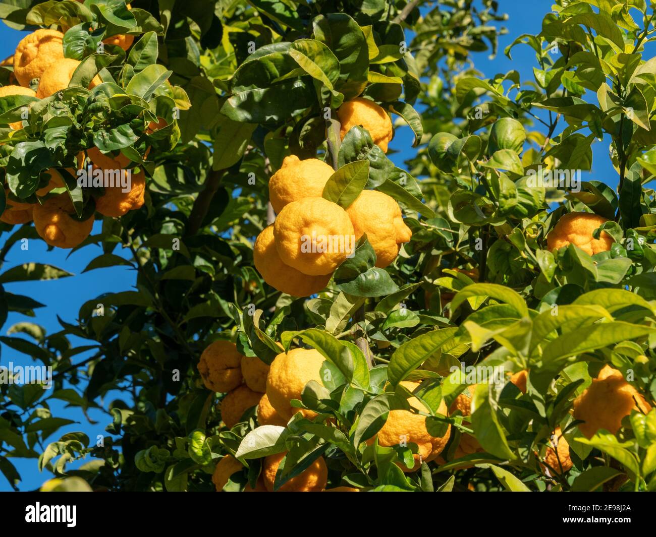 Tree Laden With Fruit High Resolution Stock Photography and Images - Alamy