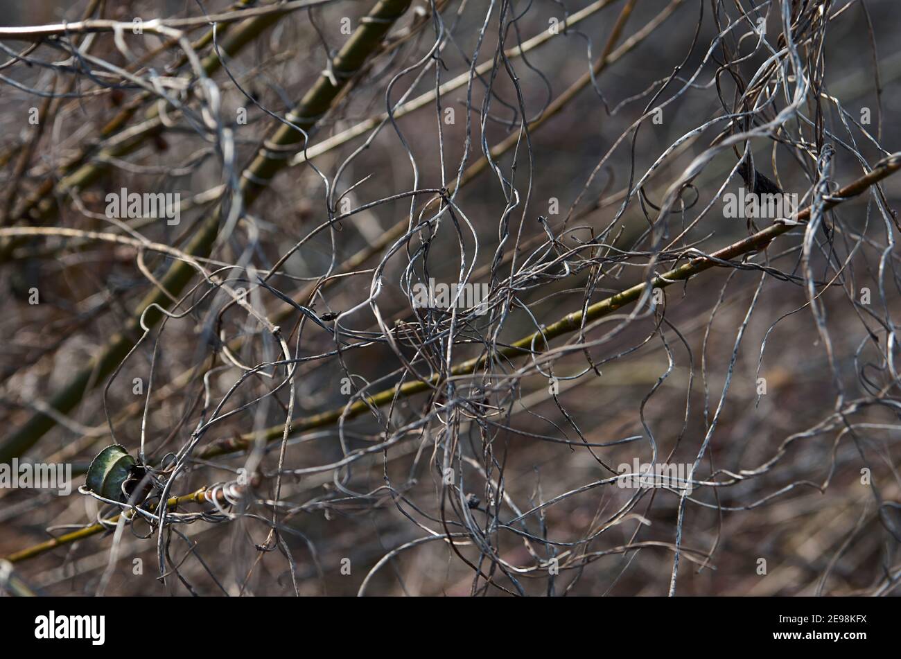 Leafless bushes hi-res stock photography and images - Alamy