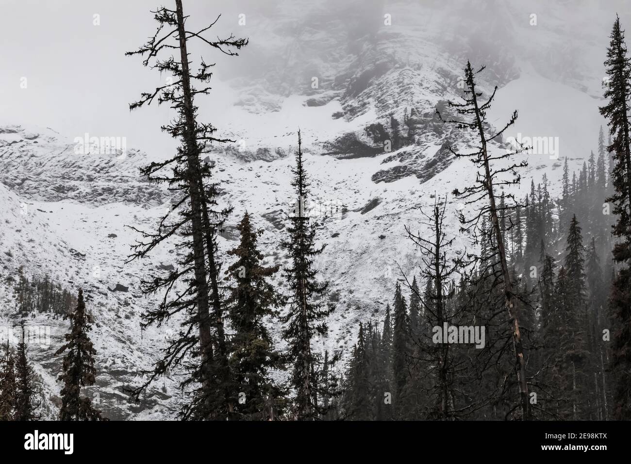 Spooky forest in the clouds along Floe Lake Trail in Kootenay National ...