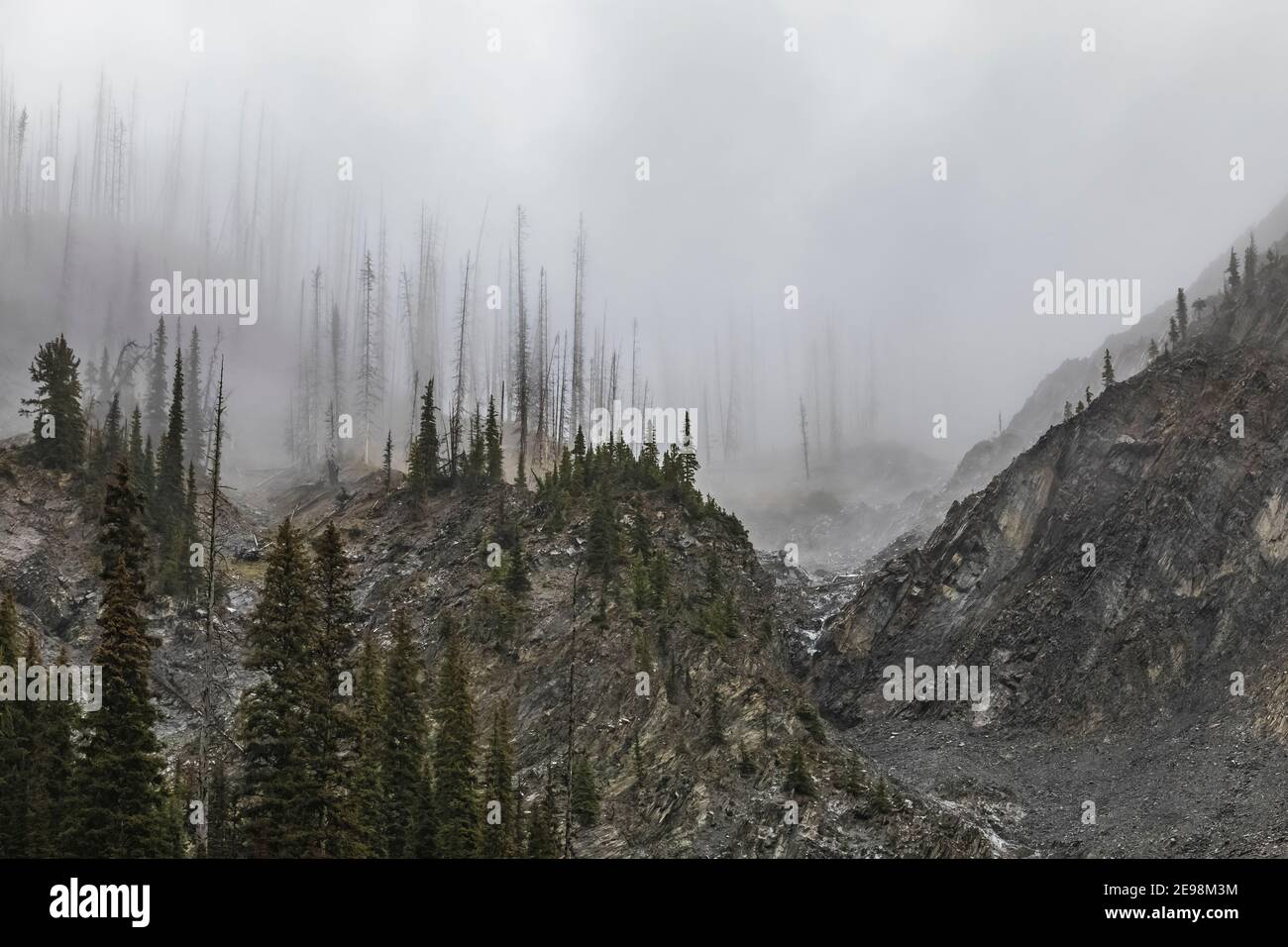 Spooky forest in the clouds along Floe Lake Trail in Kootenay National ...