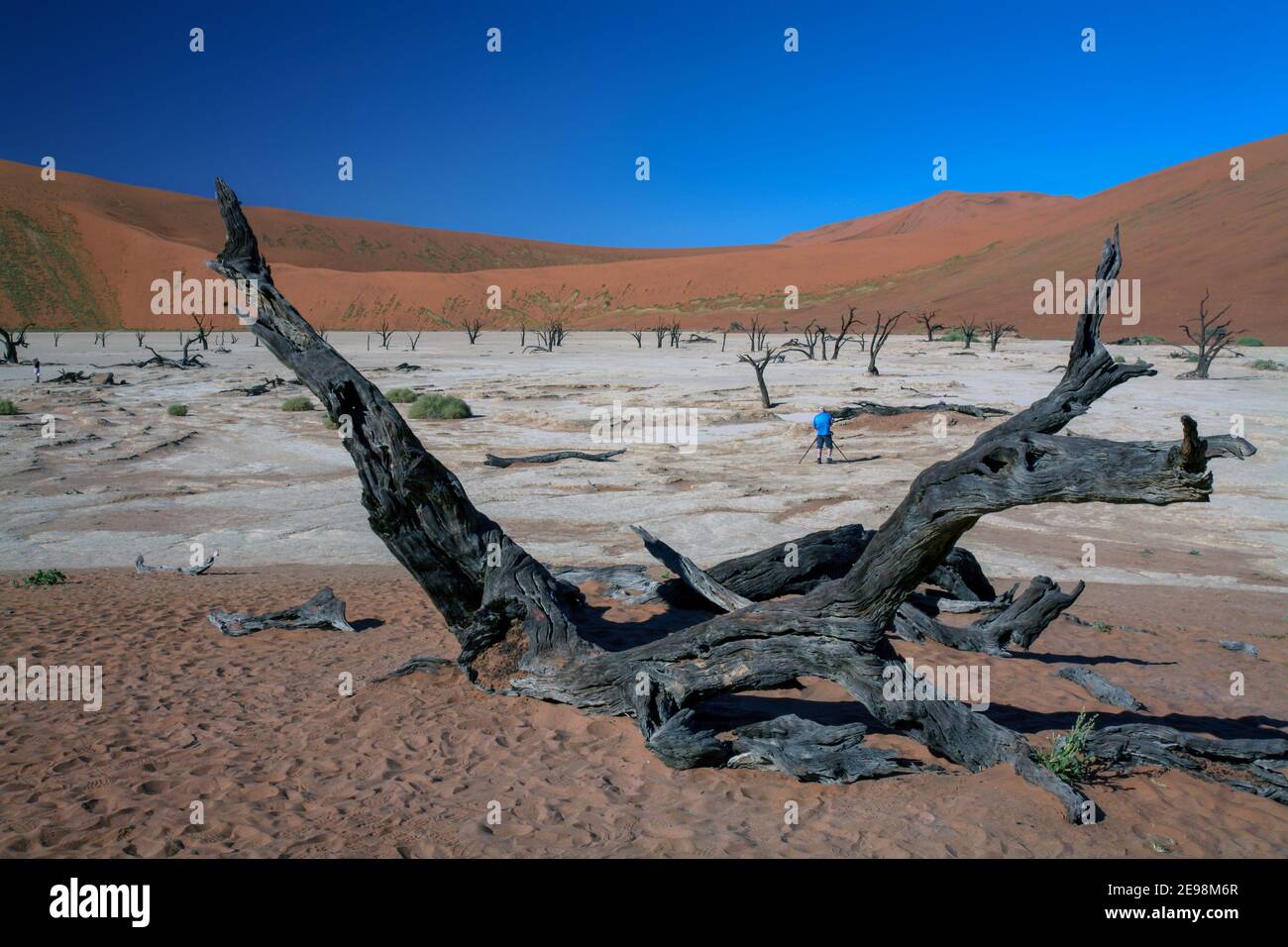 Lilies appear after rainfall hi-res stock photography and images - Alamy