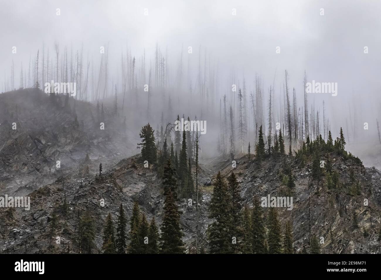 Spooky forest in the clouds along Floe Lake Trail in Kootenay National ...