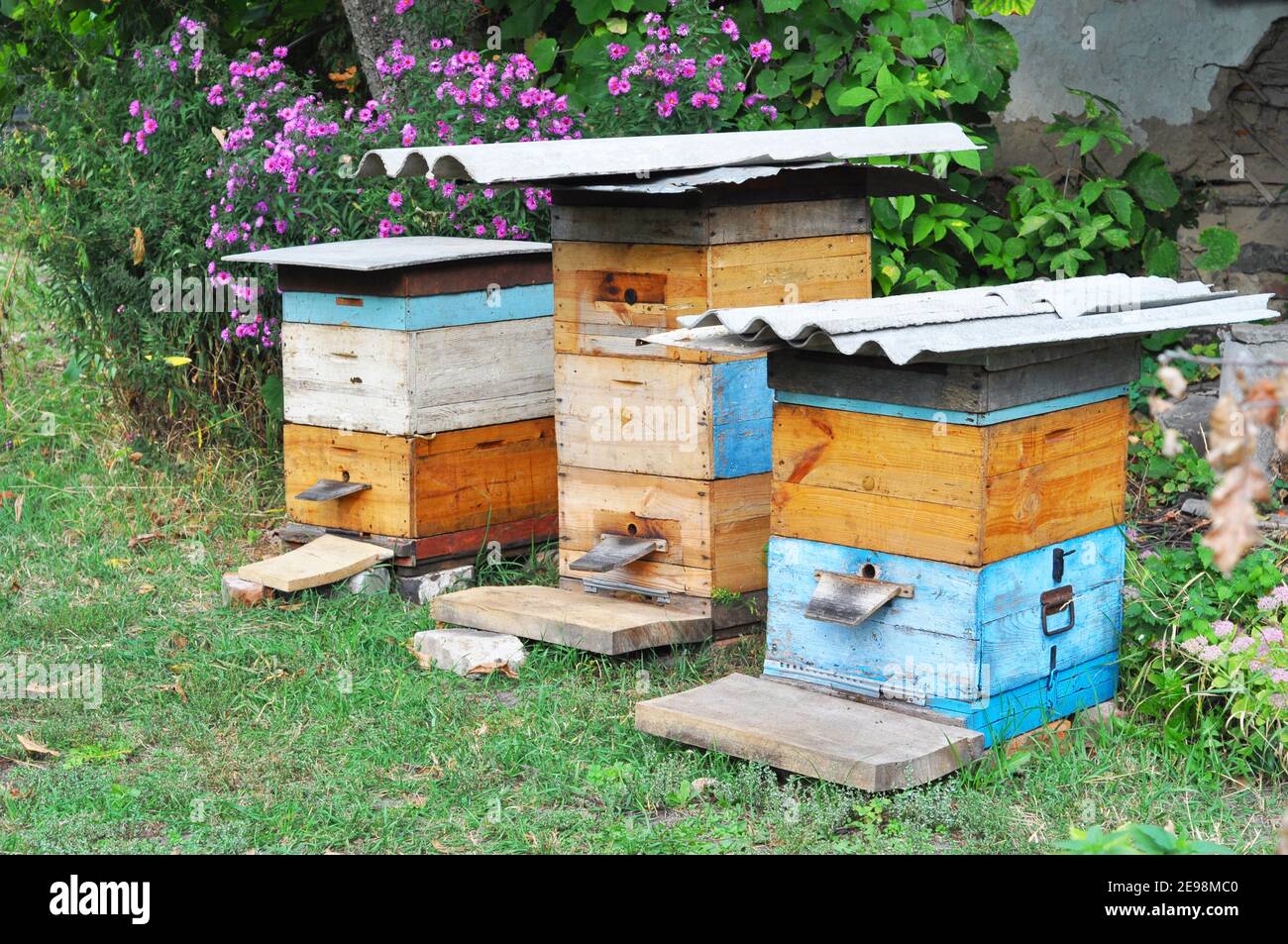 Colorful beehives with purple flowers. Rural beekeeping Stock Photo - Alamy
