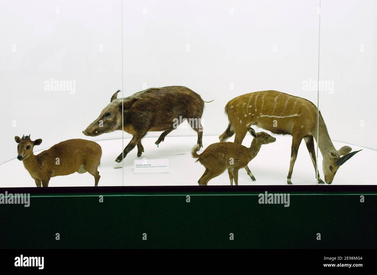 bushpig and other stuffed ungulates behind a glass at the Natural ...