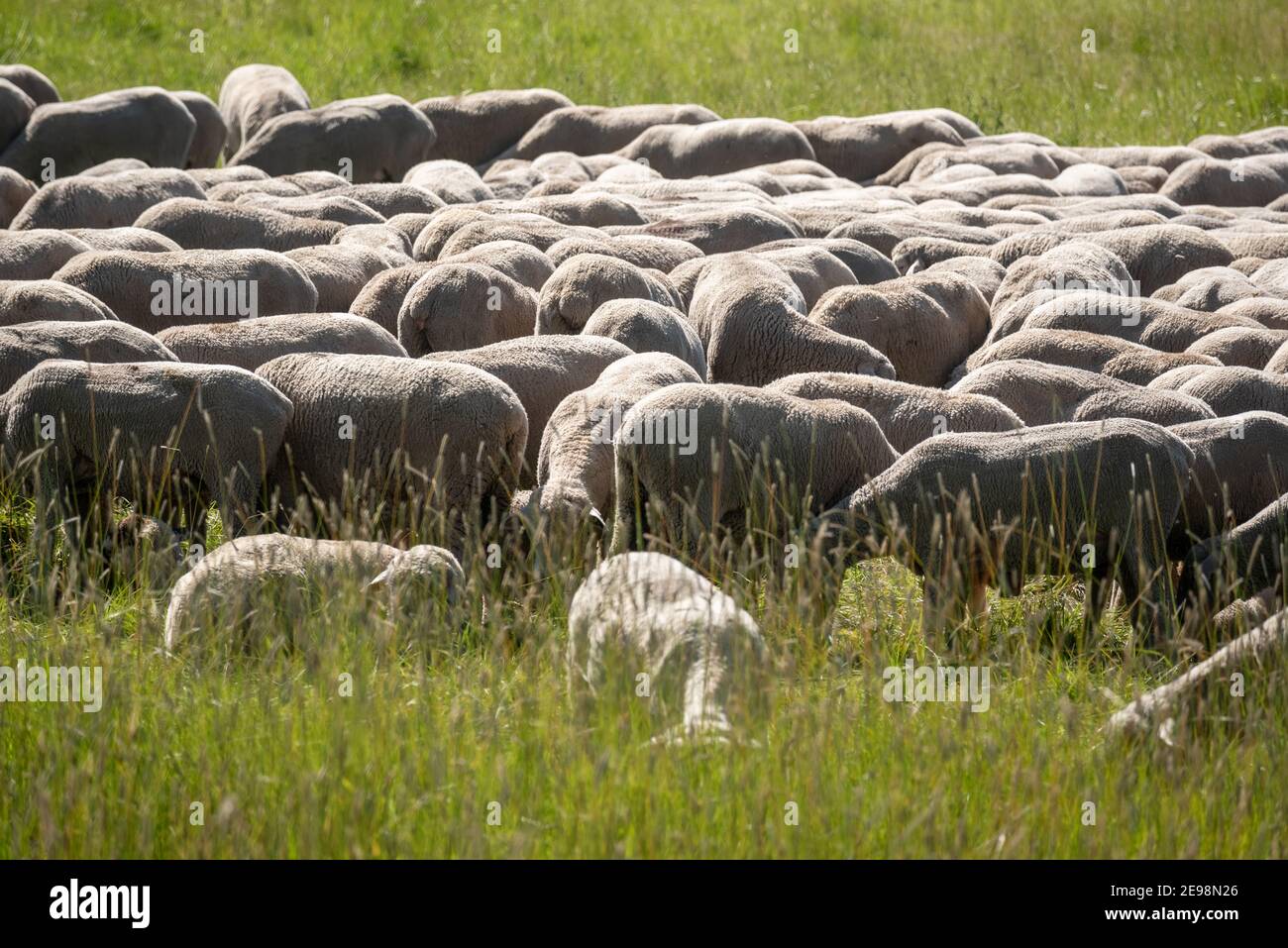 Tall oregon grass hi-res stock photography and images - Alamy