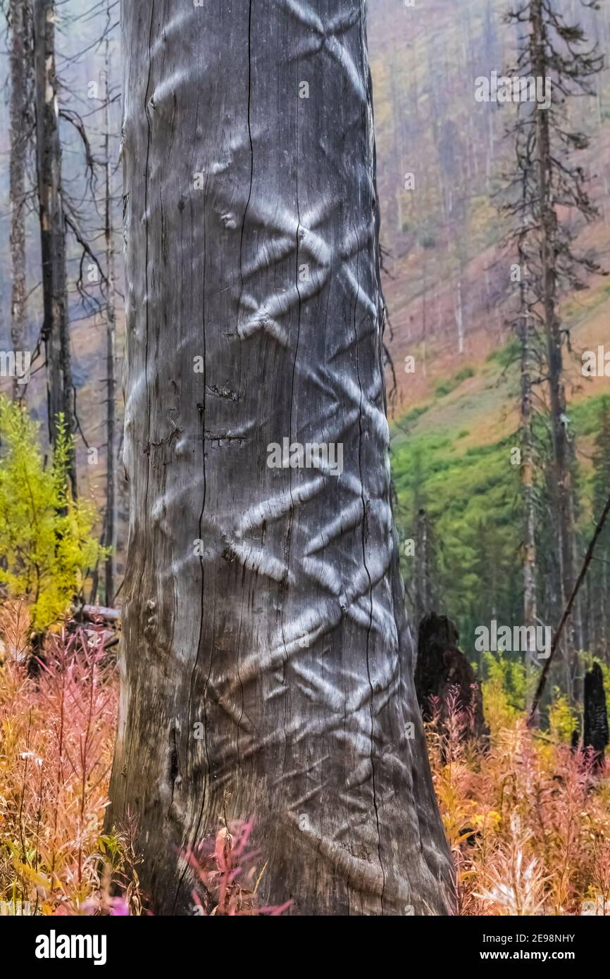 Dead conifer, killed by fire, with unusual X-shaped stress marks, along ...