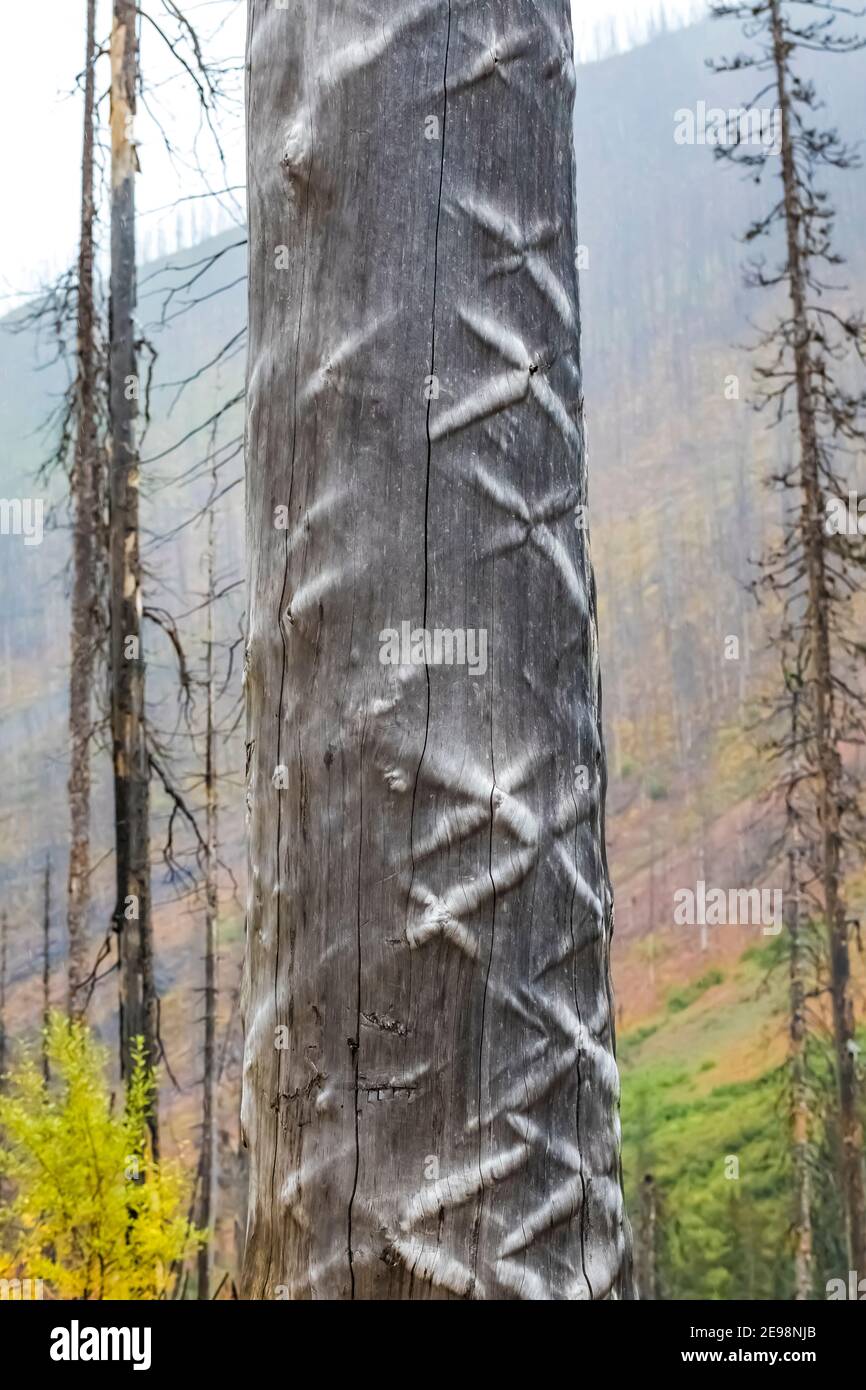 Dead conifer, killed by fire, with unusual X-shaped stress marks, along ...