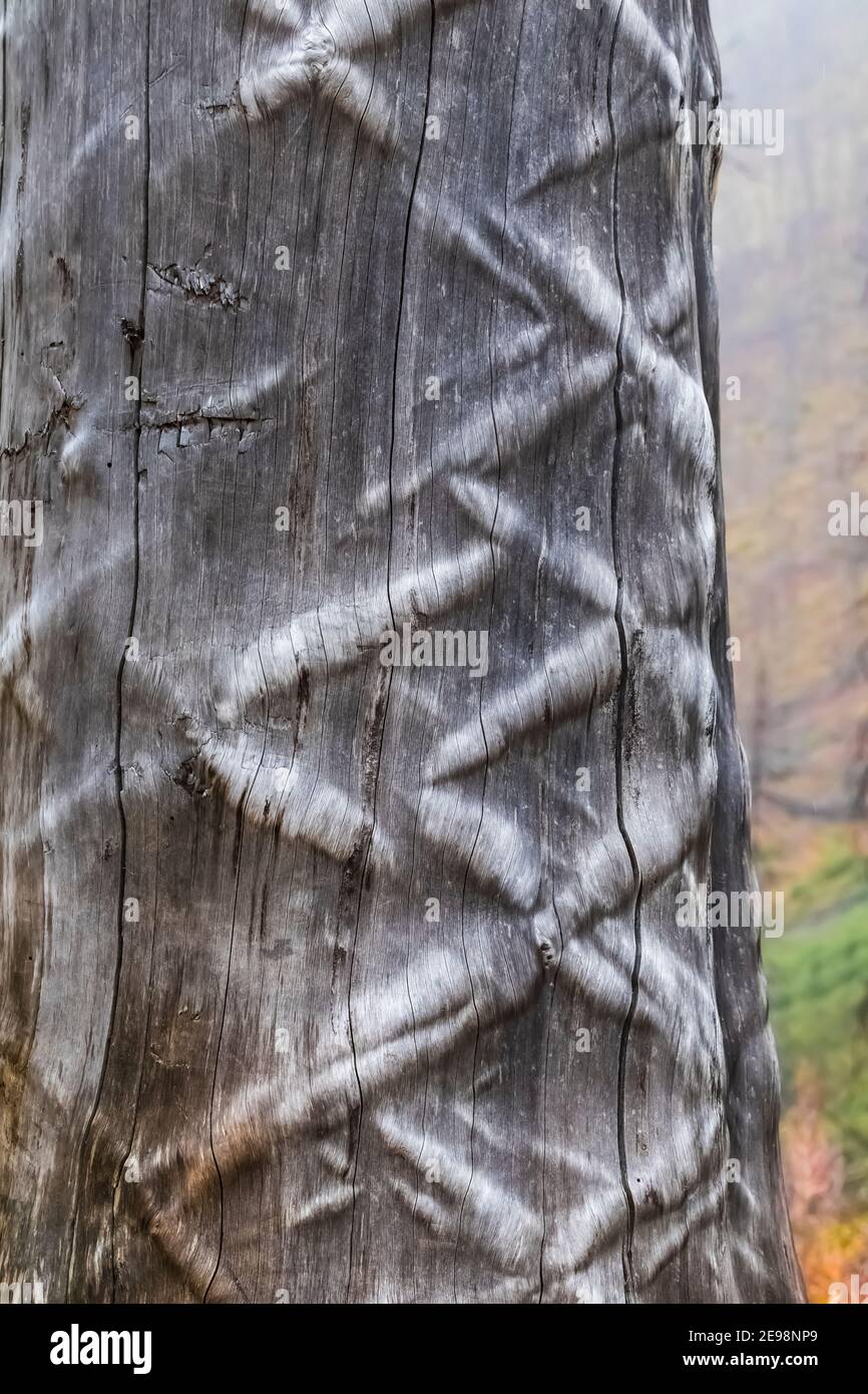 Dead conifer, killed by fire, with unusual X-shaped stress marks, along ...