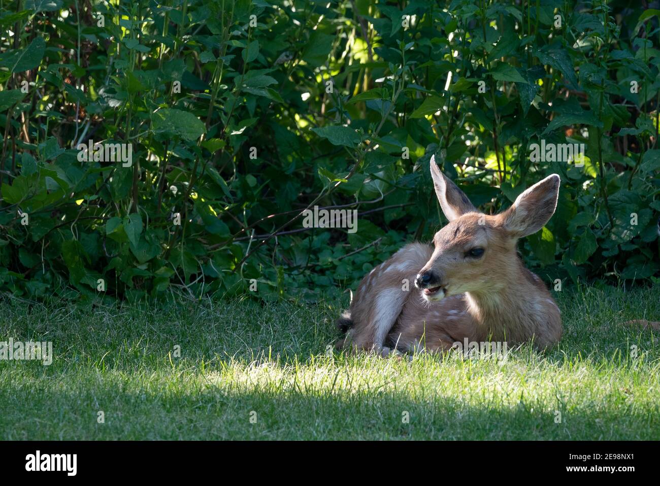 Mule deer with fawn hi-res stock photography and images - Alamy