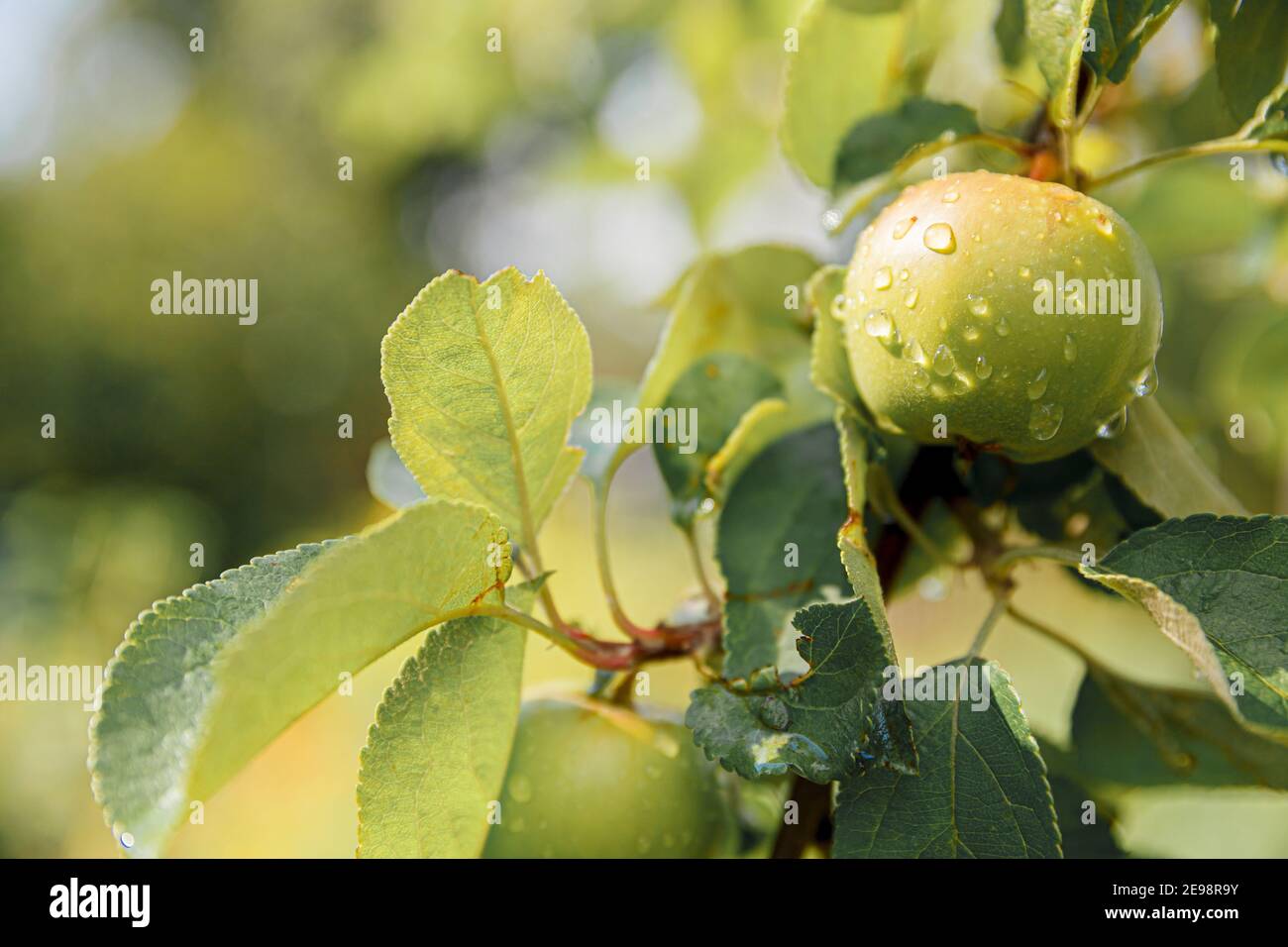 Perfect green apple growing on tree in organic apple orchard. Autumn ...