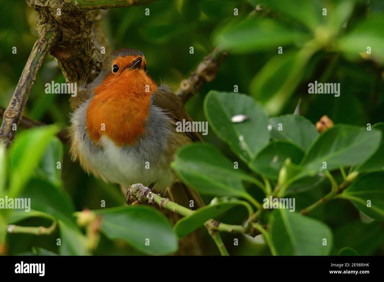 Robin hiding in tree hi-res stock photography and images - Alamy