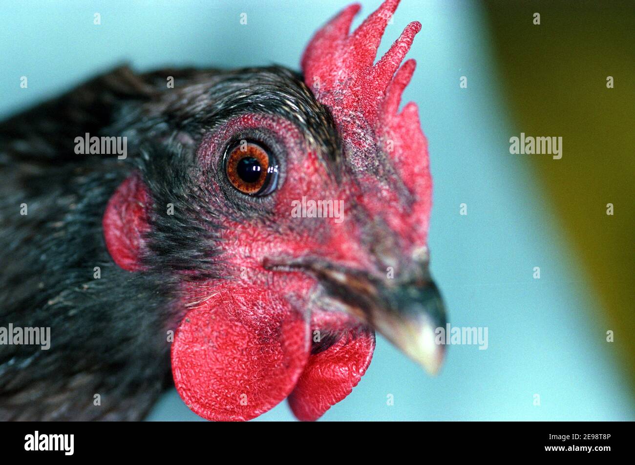 A close up of a hen's head Stock Photo - Alamy