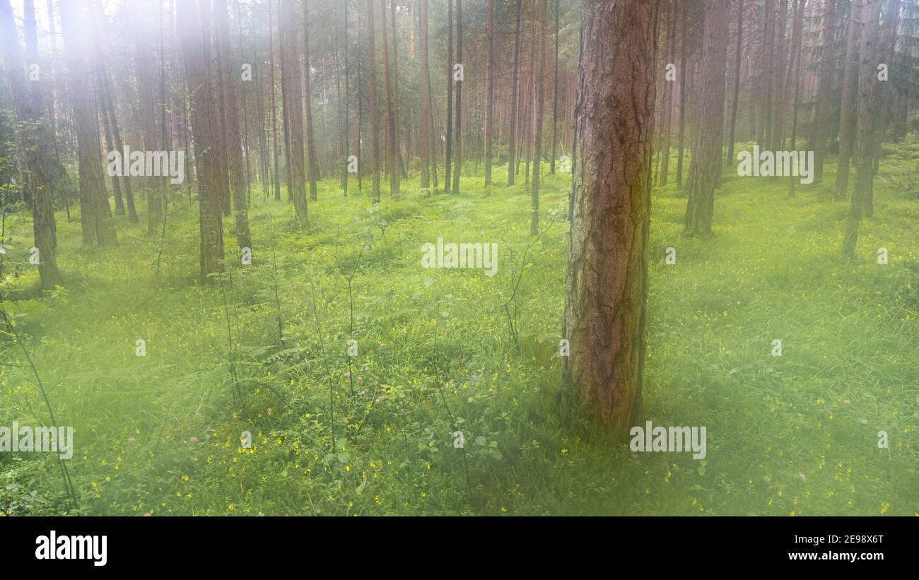 Panoramic image of a hazy forest after a rainfall Stock Photo - Alamy