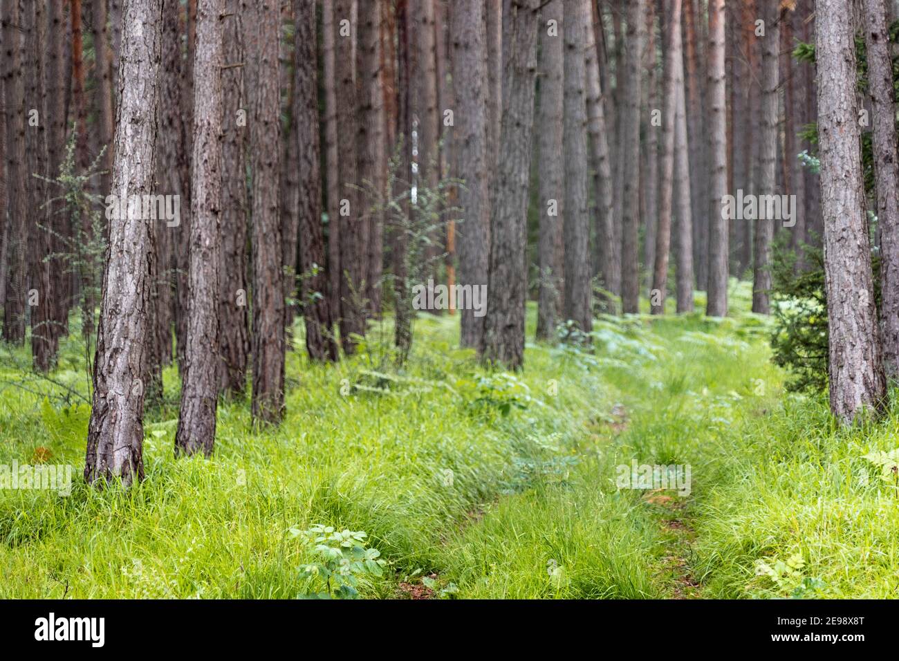 Overgrown forest hi-res stock photography and images - Alamy