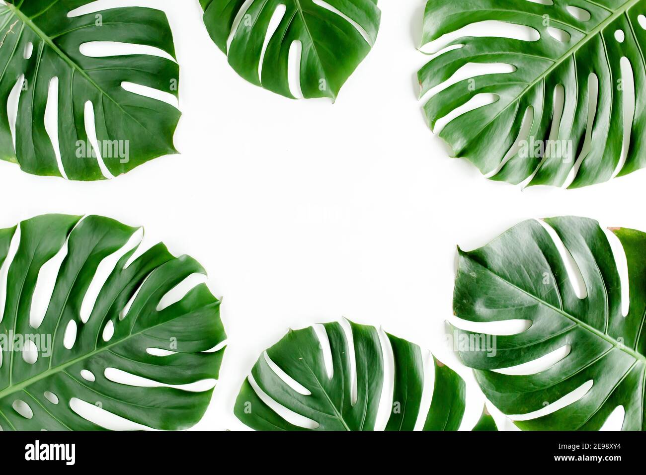 Tropical palm leaves Monstera on white background. Flat lay, top view ...