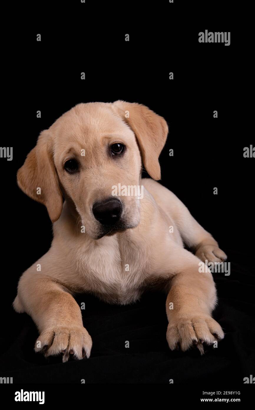 Labrador eyes hi-res stock photography and images - Alamy