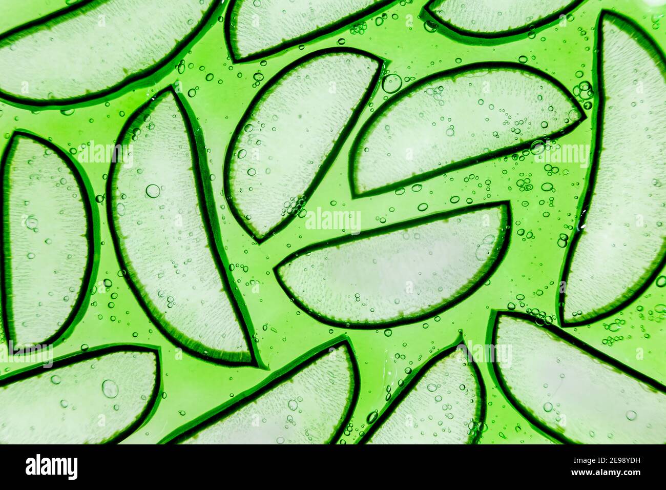 Aloe vera slice texture background. Medicinal plant. Used to treat and ...