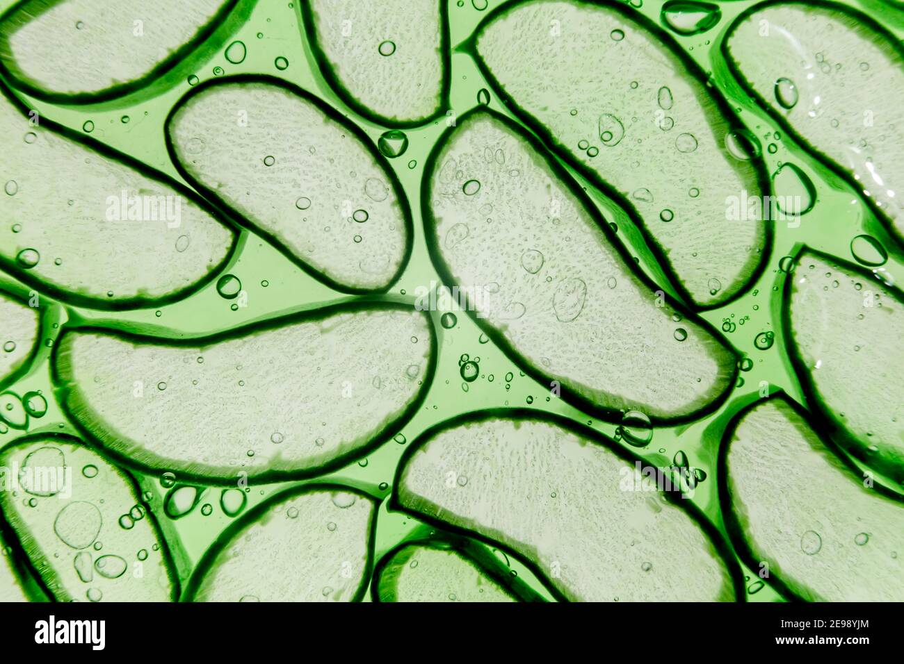 Aloe vera slice texture background. Medicinal plant. Used to treat and ...