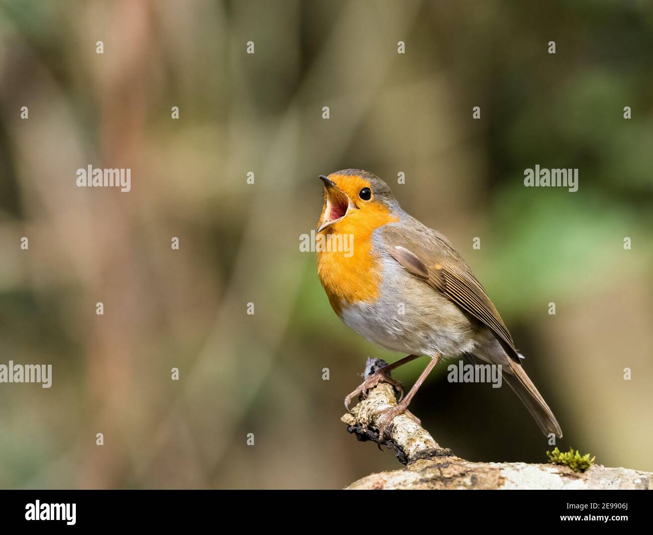 Robin woodland uk hi-res stock photography and images - Alamy