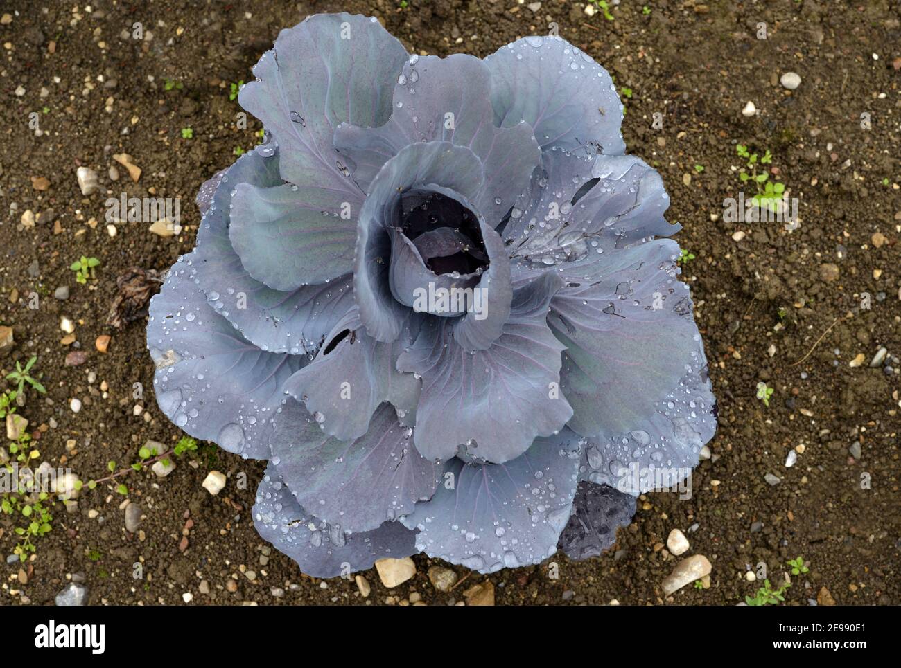 Blue cabbage plant aerial view in the field Stock Photo - Alamy