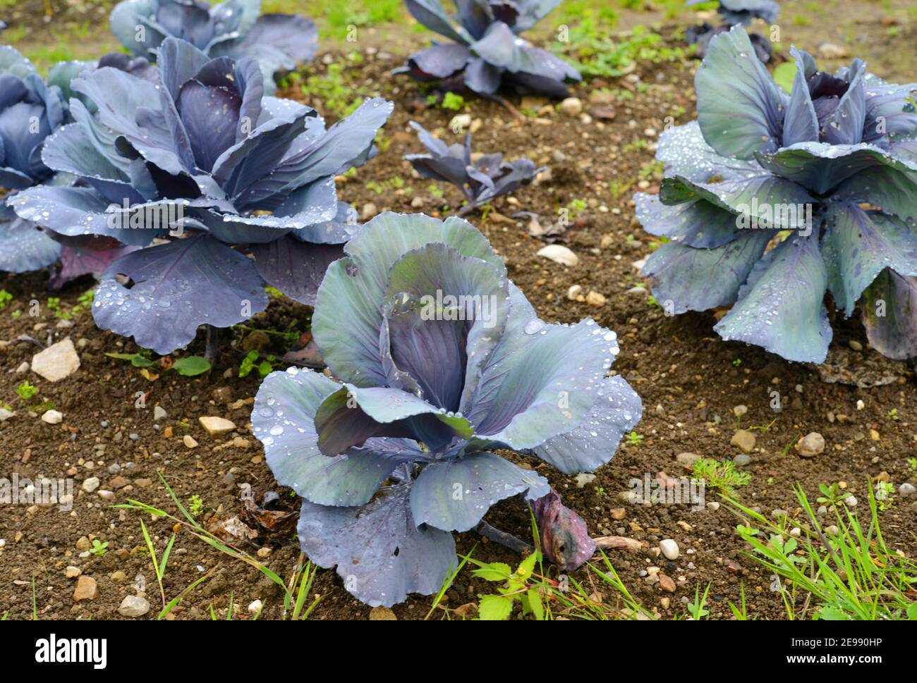 Blue cabbage plants outdoor in the field Stock Photo - Alamy