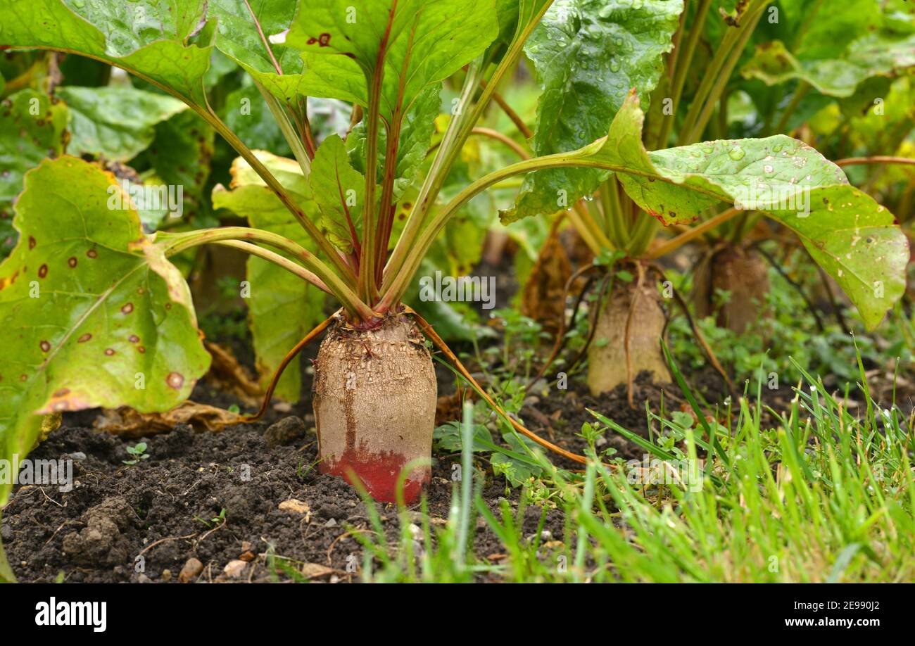 Healthy rutabaga hi-res stock photography and images - Alamy