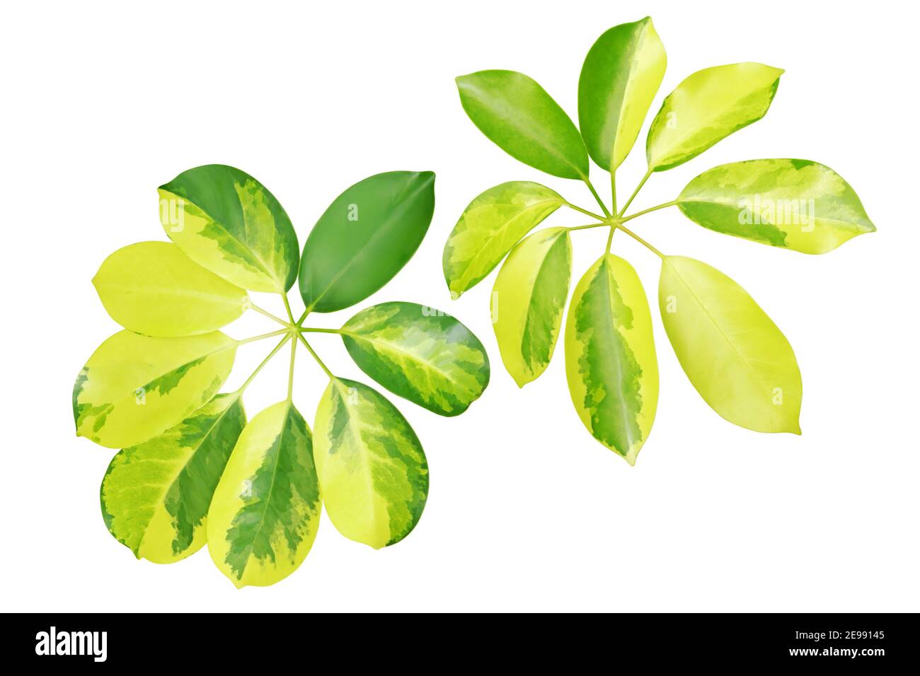 Variegated Leaves of Dwarf Umbrella Plant, Octopus Tree Isolated on ...