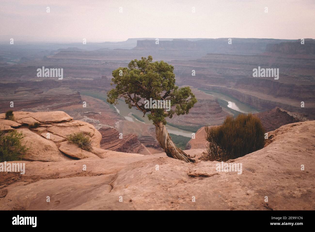 Lone Tree Overlooking Dead Horse Point in Utah Stock Photo - Alamy