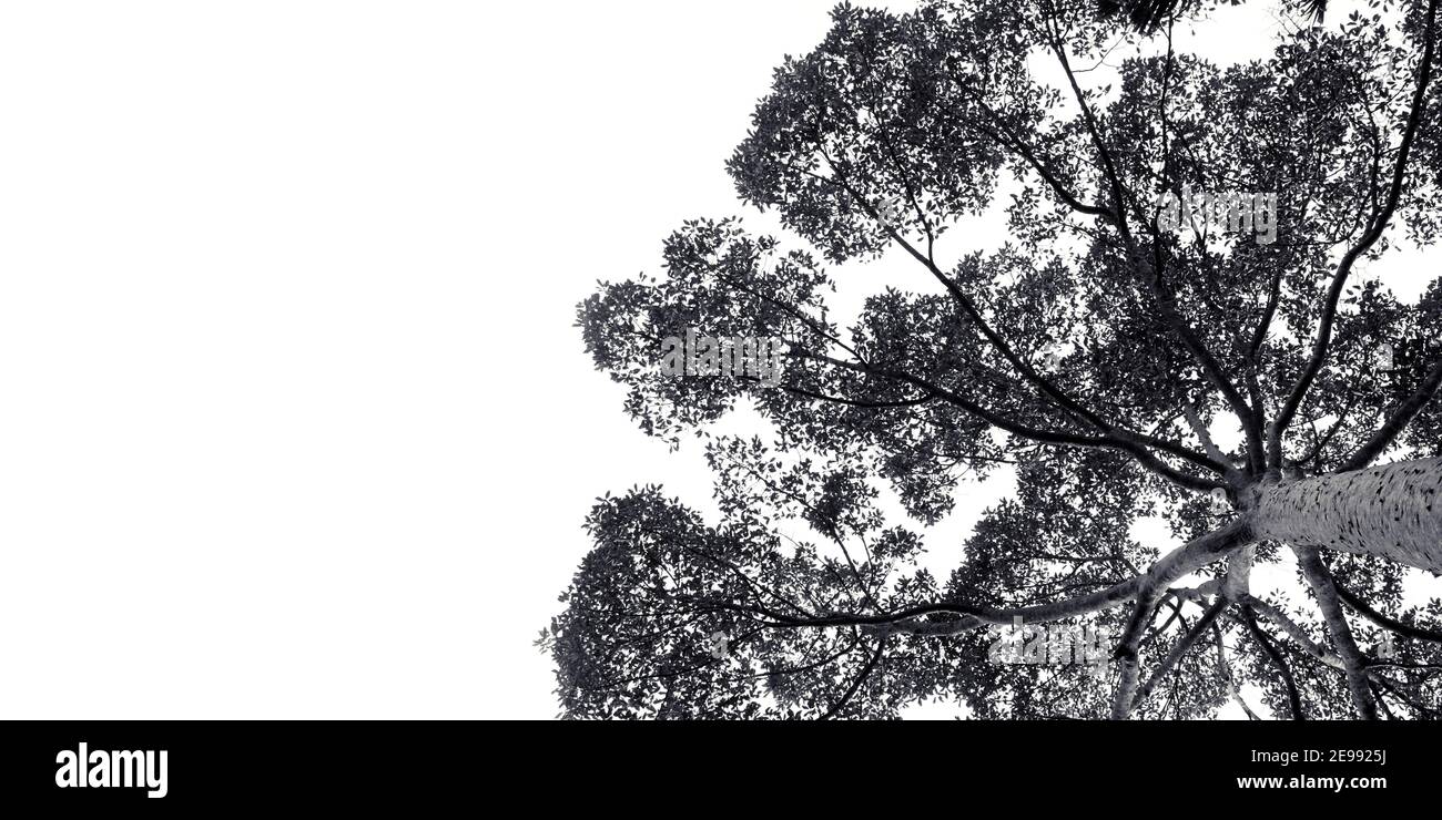 Big Tall Tree in the Forest with sky Background in Black & White Stock ...