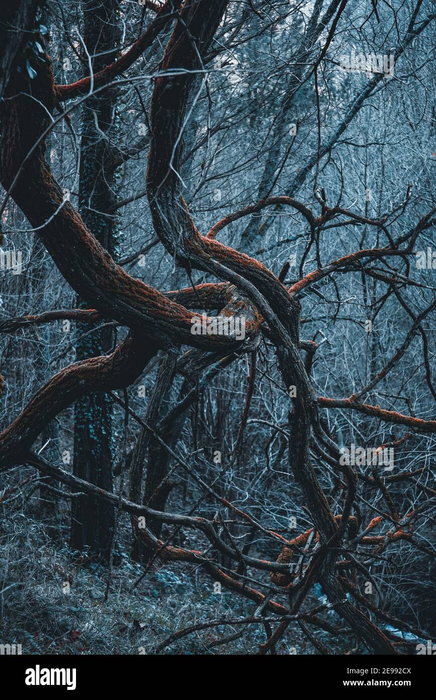 Shades of trunks hi-res stock photography and images - Alamy
