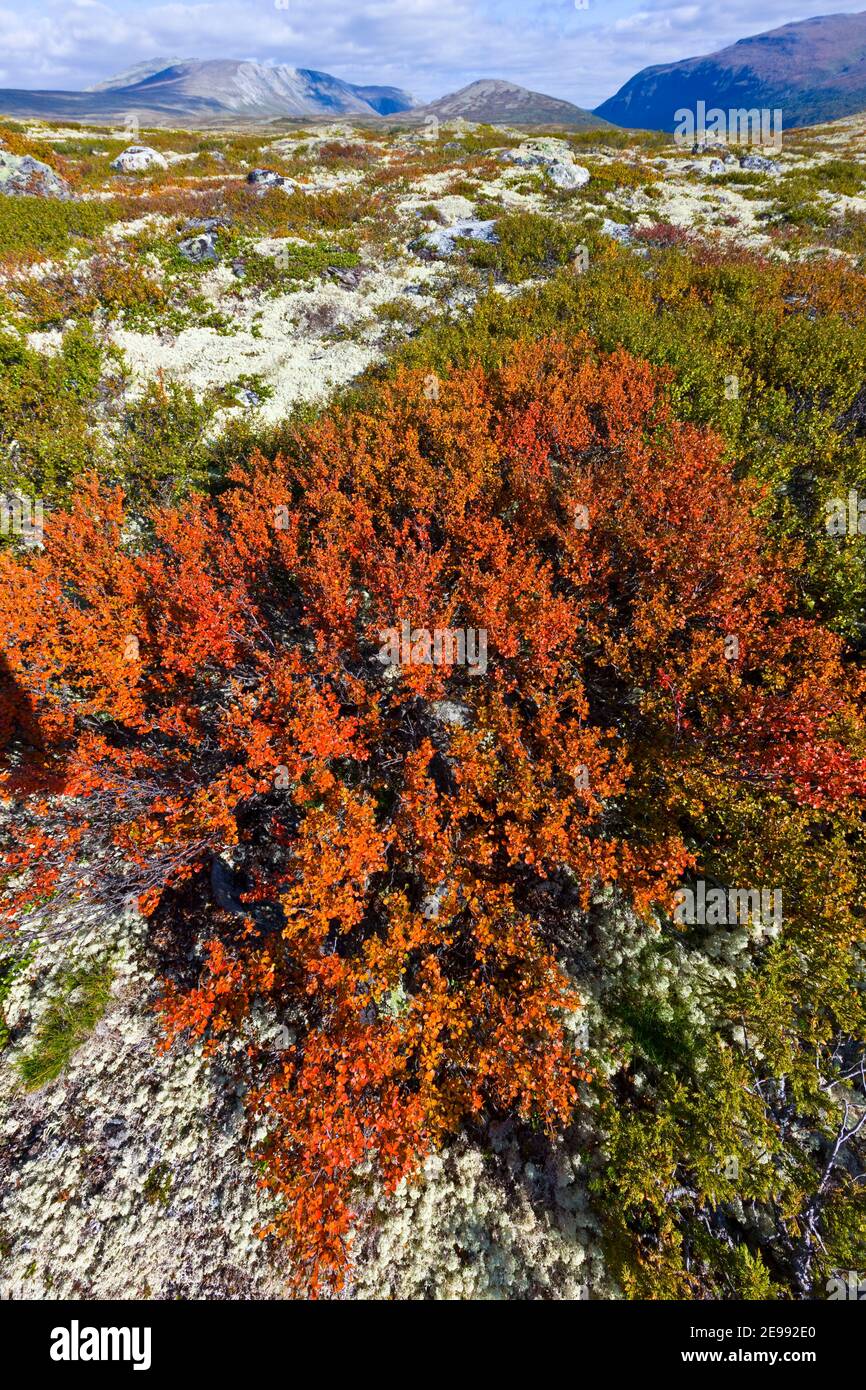 Musk Oxen in Dovrefjell National Park. Norway. Europe Stock Photo - Alamy