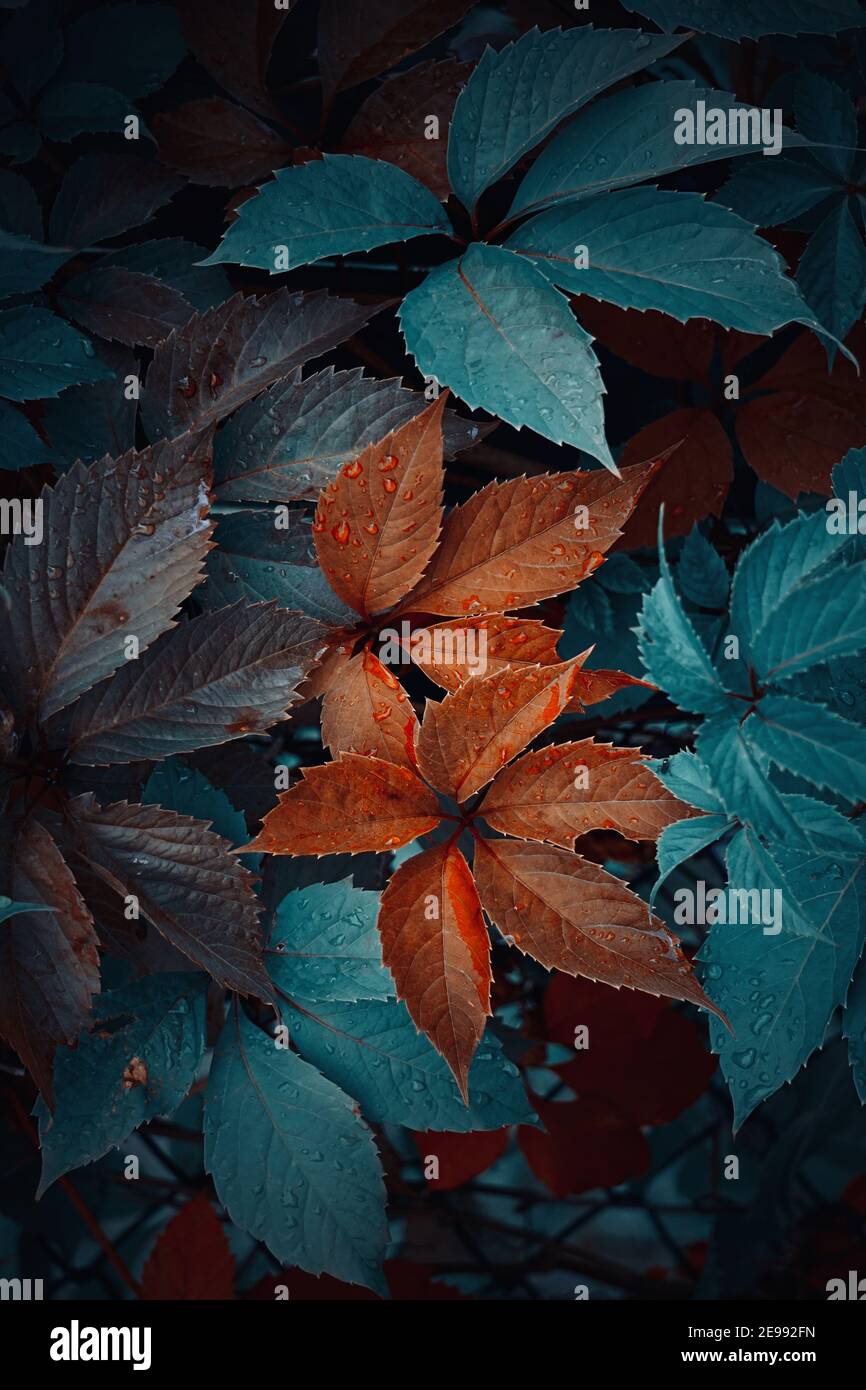 multi colored plant leaves in the nature Stock Photo - Alamy