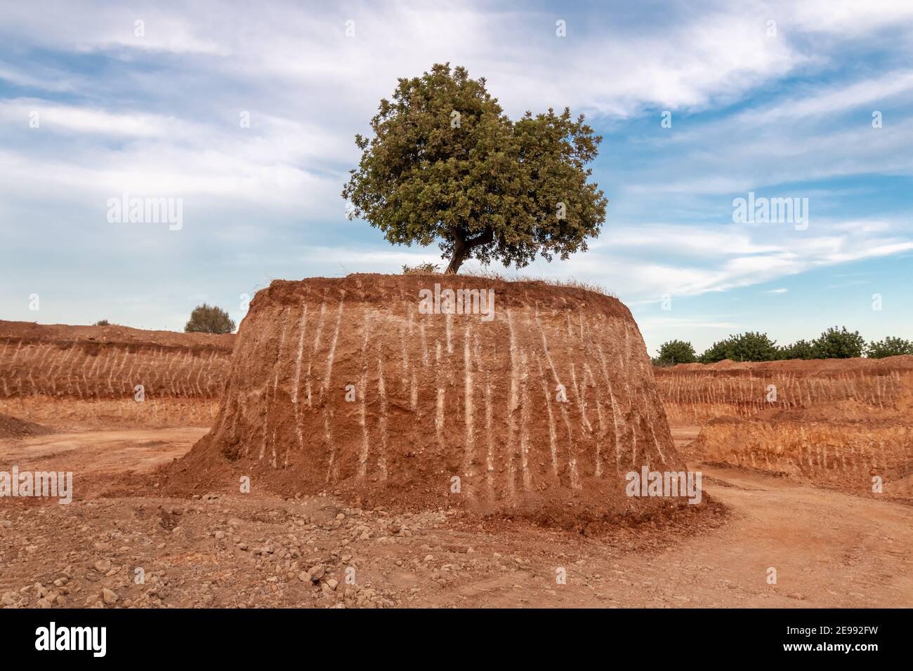 An isolated tree in the middle of a large excavation on a small island ...
