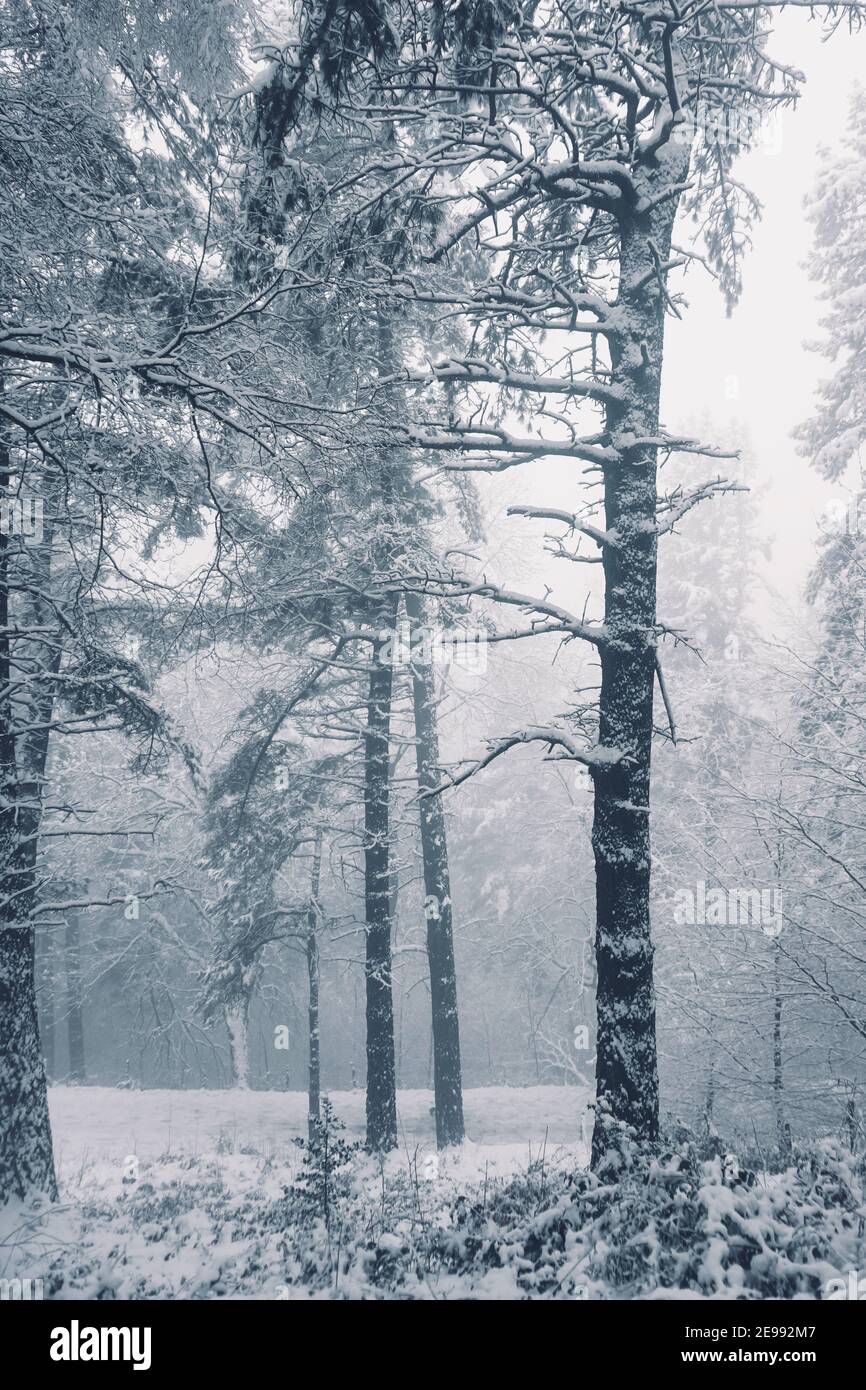 Pine trees in snow snowfall hi-res stock photography and images - Alamy