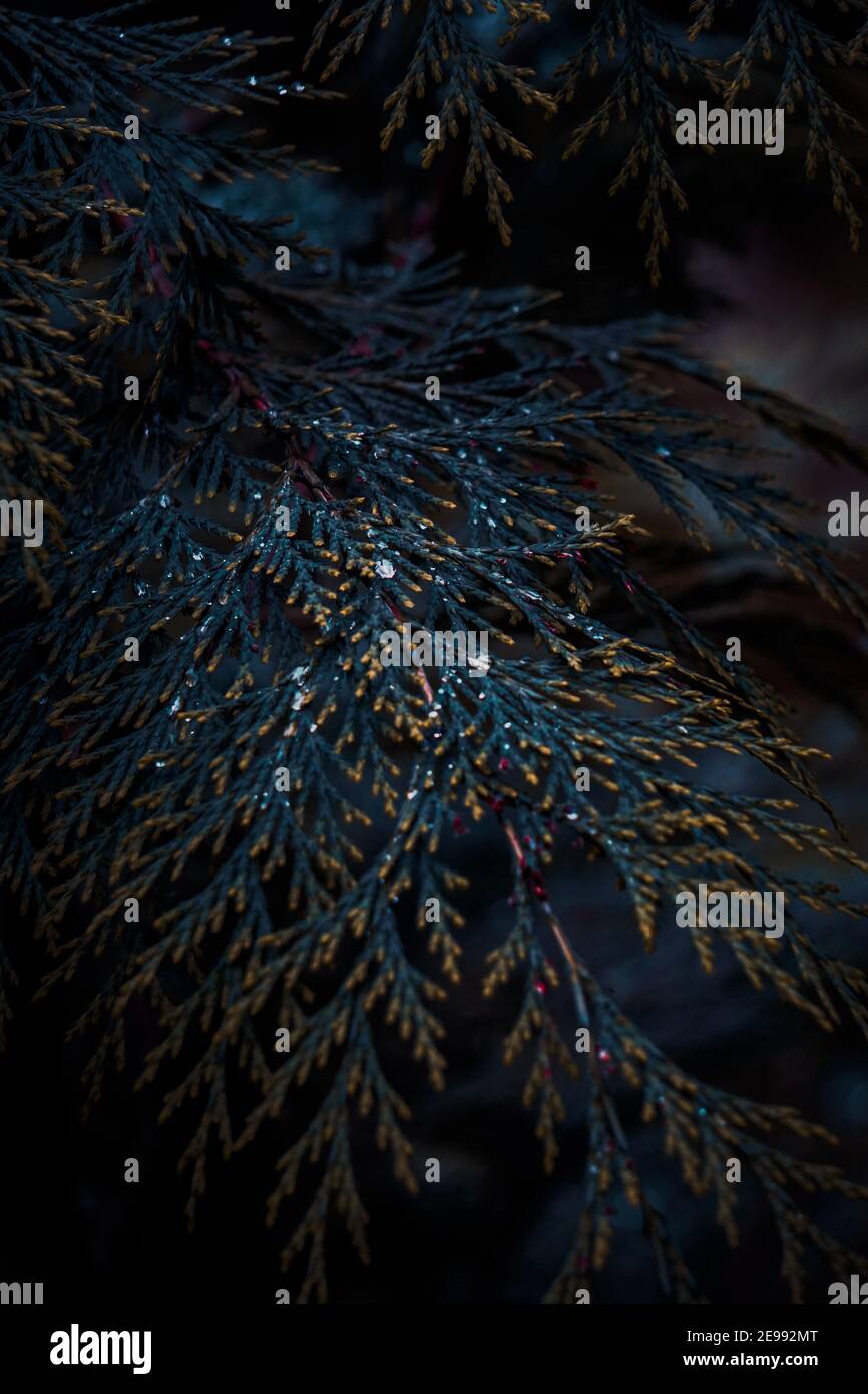 green and blue pine leaves with raindrops Stock Photo - Alamy