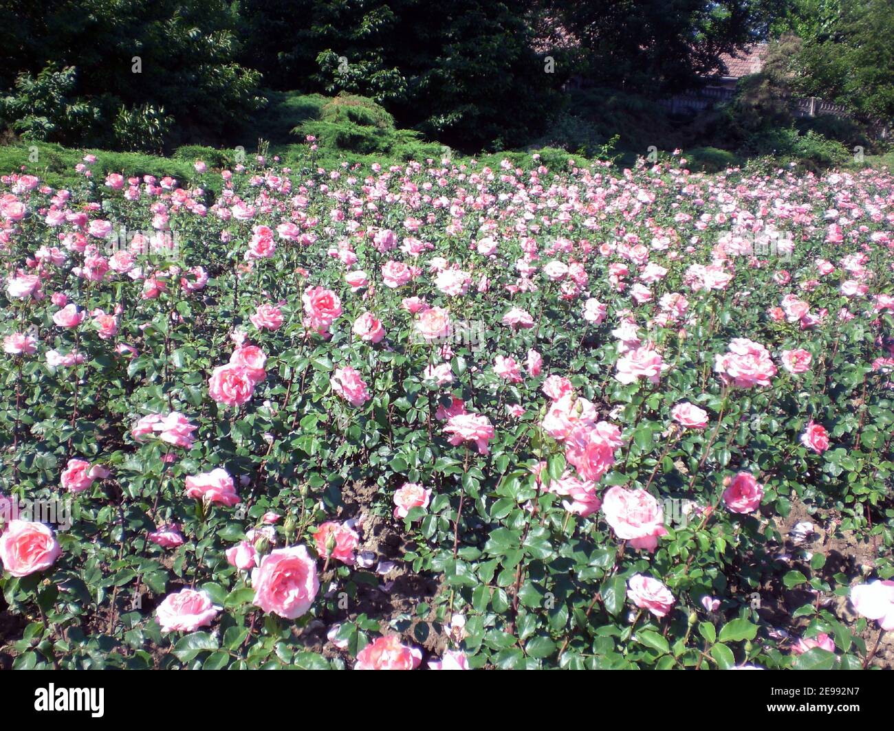 White rose oil field hi-res stock photography and images - Alamy