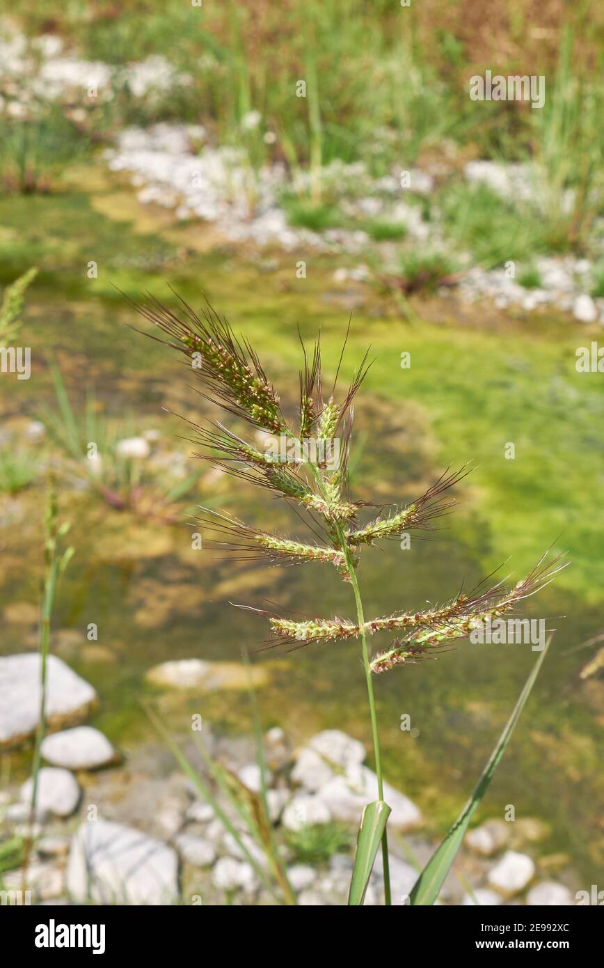 Common barnyard grass echinochloa crus galli hi-res stock photography ...