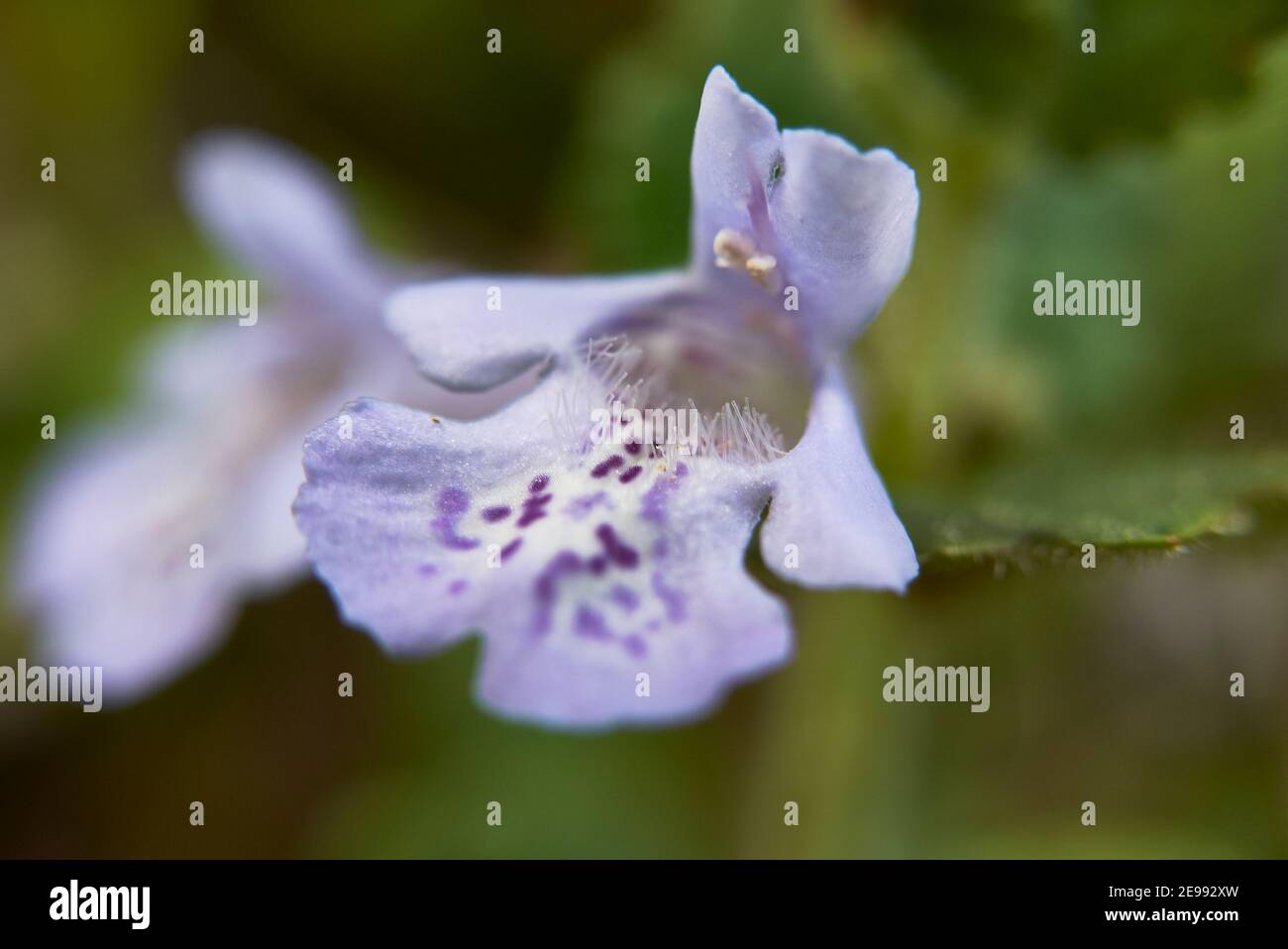 Ground Ivy Nepeta Glechoma Flower High Resolution Stock Photography and ...
