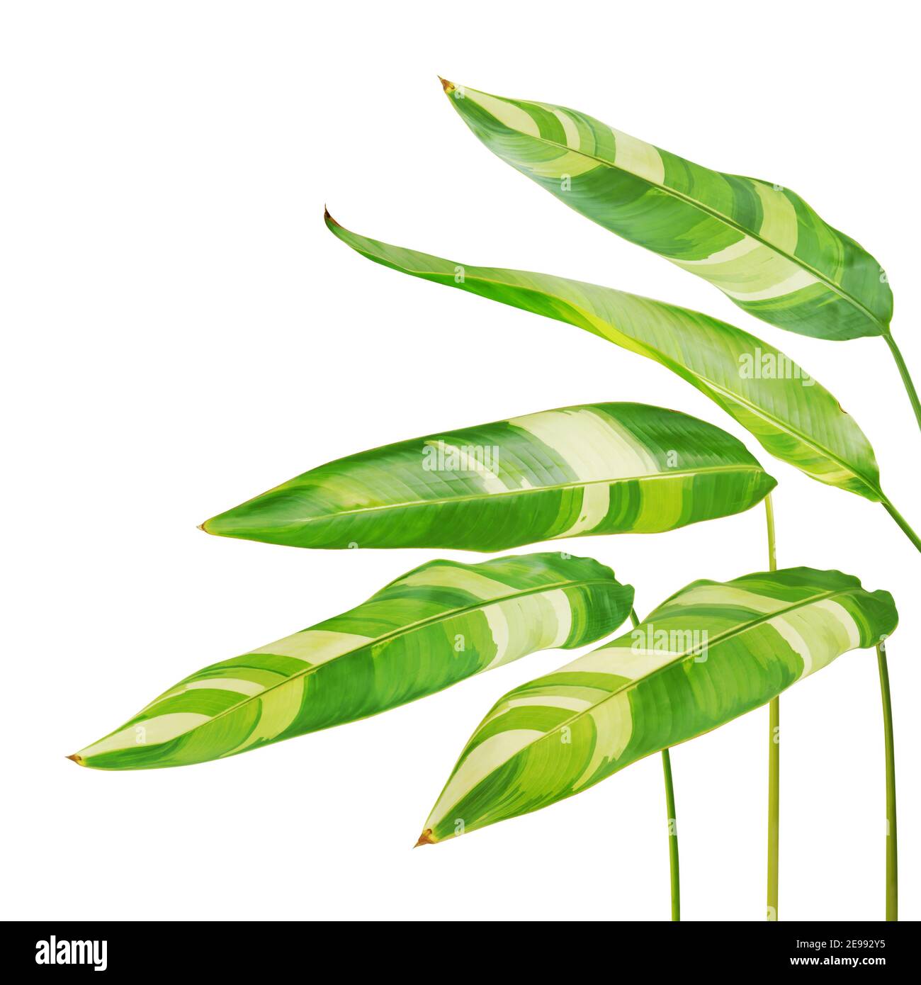 Variegated Tropical Leaves of Heliconia Plant Isolated on White ...