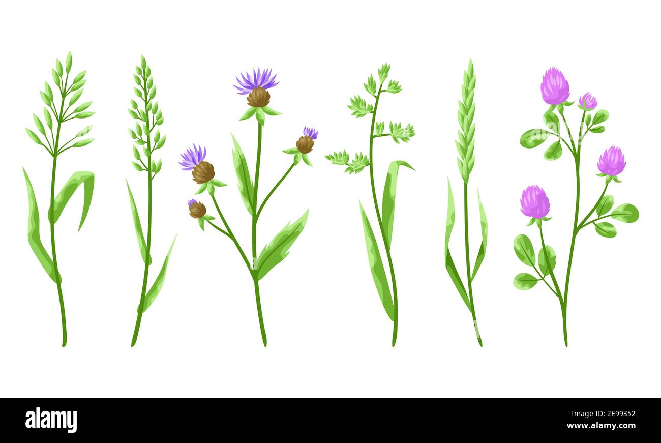 Set meadow field herbs Stock Vector Images - Alamy