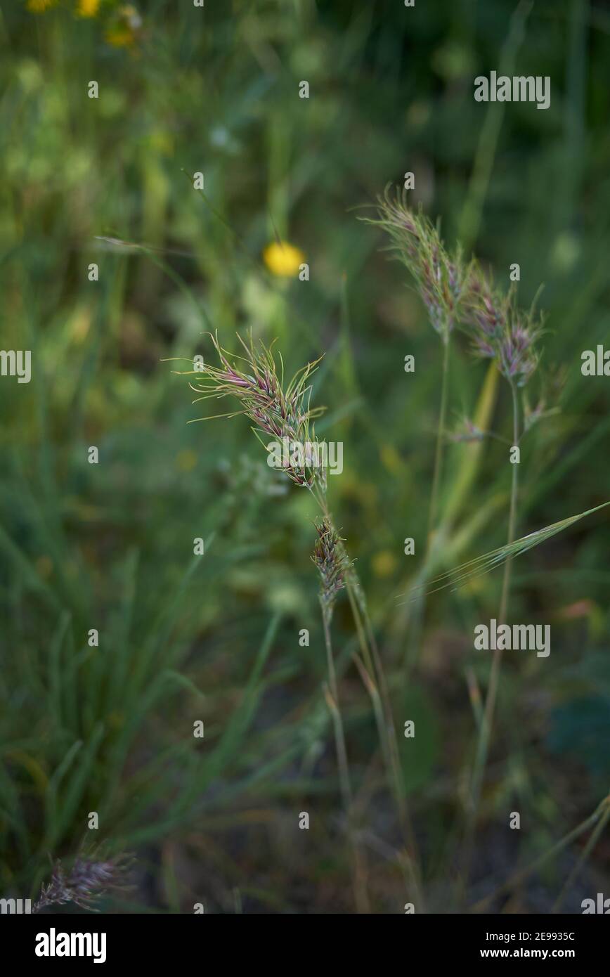 Bulbous meadow grass poa bulbosa hi-res stock photography and images ...