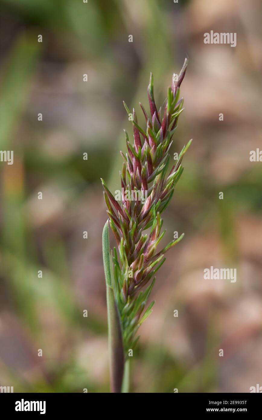 Bulbous meadow grass hi-res stock photography and images - Alamy