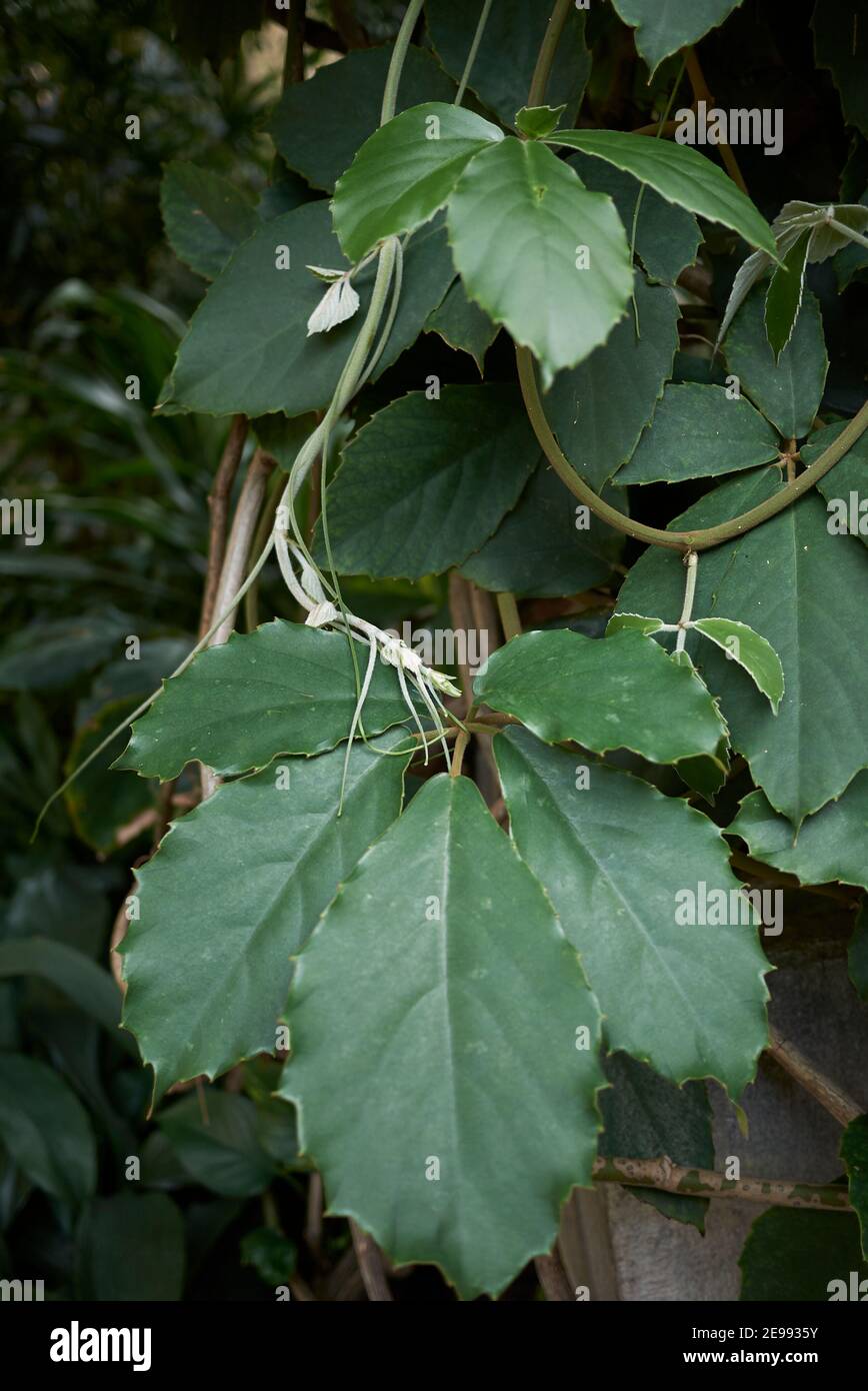 Vine tetrastigma hi-res stock photography and images - Alamy