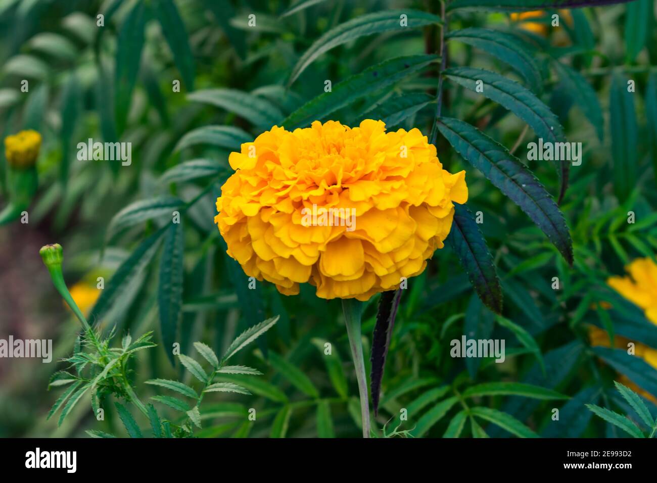 Indian marigold flower hi-res stock photography and images - Alamy