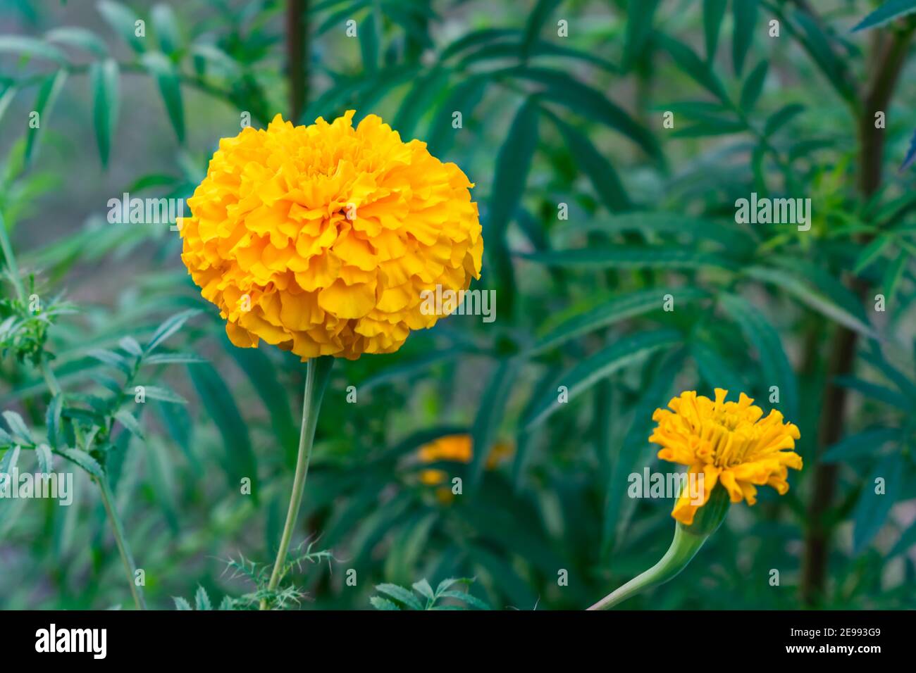 Indian marigold flower hi-res stock photography and images - Alamy