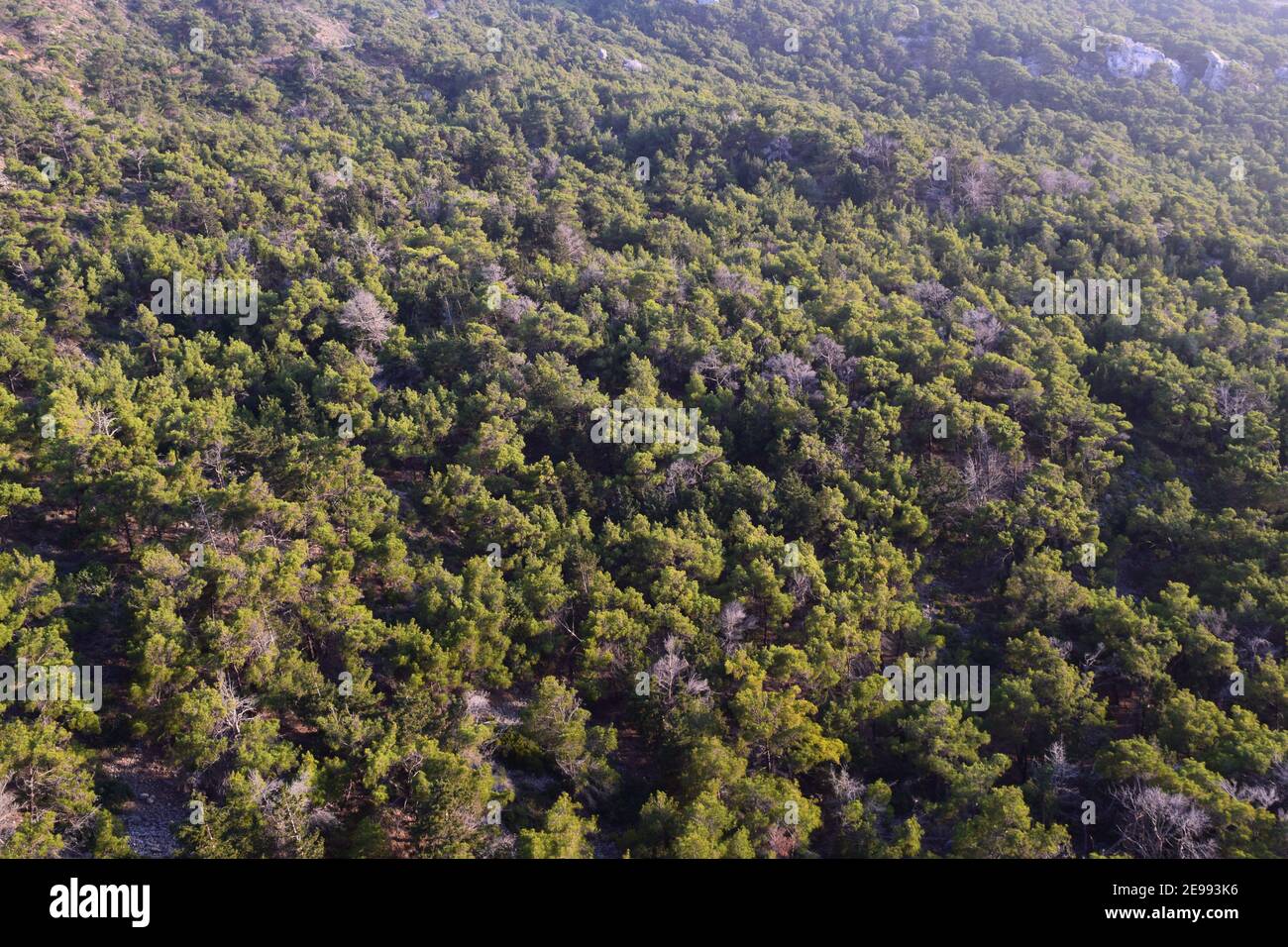 Beautiful trees at Rhodes, Greece Stock Photo - Alamy